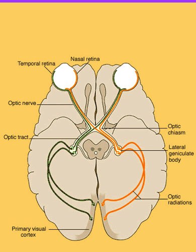 Visual Pathway : Anatomy : The Eyes Have It